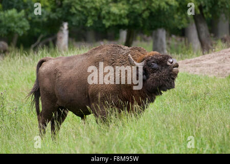 Wisent, Europäisches, Bison, bonasus Stock Photo - Alamy