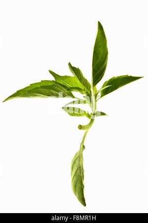 A Sprig of Basil FoodCollection Stock Photo - Alamy