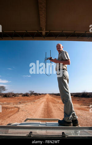 African safari guide using telemetry to track wild animals in the bush ...