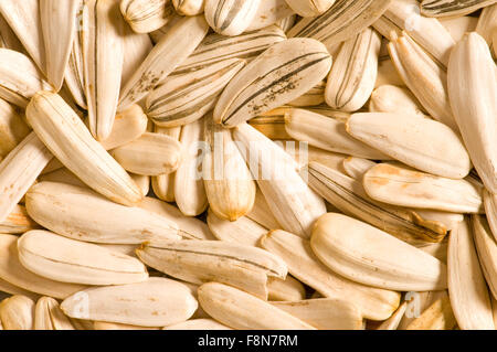 Lots of sunflower seeds arranged as background Stock Photo - Alamy