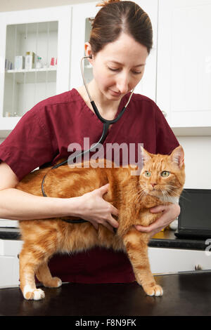 Vet giving a cat an injection Stock Photo - Alamy