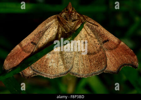 Beautiful hook-tip moth (Laspeyria flexula). A moth in the family ...