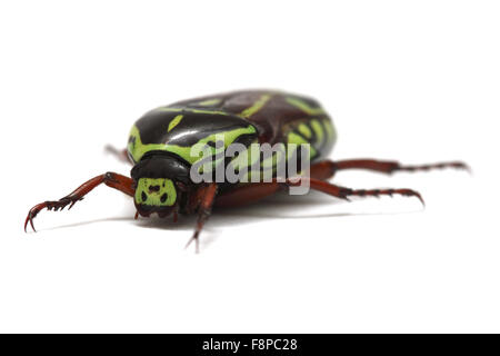Fiddler Beetle or Rose Chafer, Eupoecila australasiae, is a colourful k ...