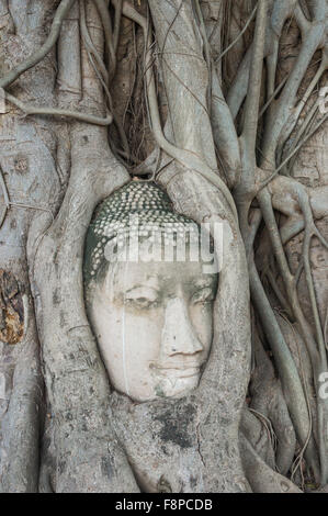 Buddha head statue nestled in tree crevasse Stock Photo - Alamy