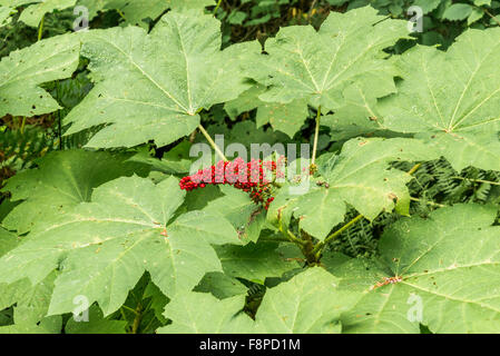 Devil's Club leaves berries (Oplopanax horridus) Mount Revelstoke ...