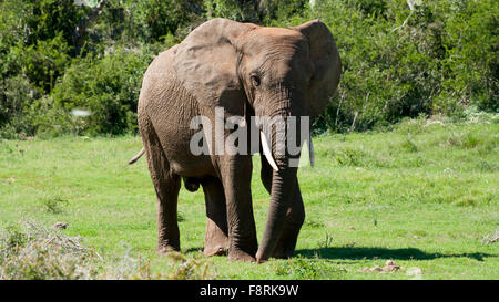African Elephant, Aberdeen Plain, Eastern Cape, South Africa Stock ...