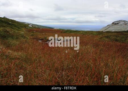 Swamp in the mountains of Norefjell Stock Photo - Alamy