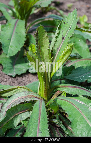 great lettuce, wild lettuce (Lactuca virosa), blooming, Germany Stock ...