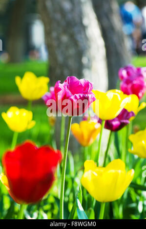 Tulip flowes in the park Stock Photo - Alamy
