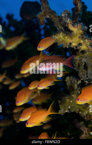 Large group of small colorful fish swimming underwater Maldives Stock ...