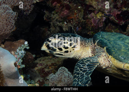 Hawksbill turtle (Eretmochelys imbricata) feeding on coft coral. This ...