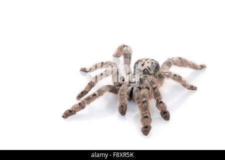 H. maculata Tarantula Stock Photo - Alamy