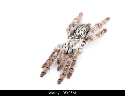 H. maculata Tarantula Stock Photo - Alamy