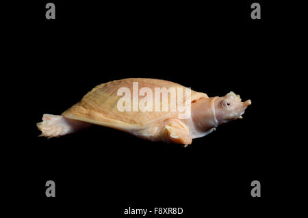 Albino Chinese Soft-shell turtle Stock Photo - Alamy
