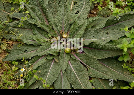 The Mandrake (Mandragora officinarum) with its fruit is a wildflower ...