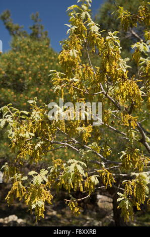 Mediterranean Oak Tree, Quercus pubescens. Sprout and leaves Stock ...