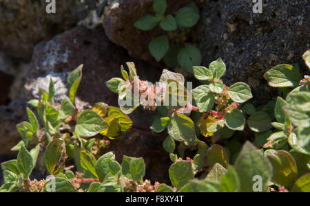 Pellitory-of-the-Wall (Parietaria judaica) plant. Plant in the nettle ...