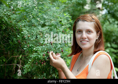 Young woman gathers wild rose hips in summer Stock Photo - Alamy