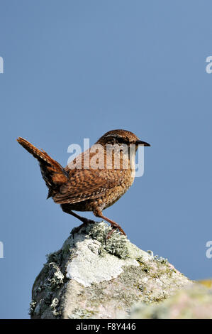 Wren (Troglodytes Troglodytes Stock Photo - Alamy
