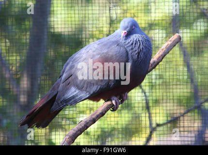 New Caledonian imperial-pigeon (Ducula goliath Stock Photo - Alamy