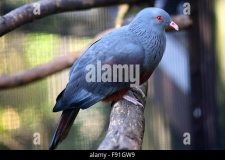 New caledonian pigeon, New Caledonian Imperial Pigeon (Ducula goliath ...