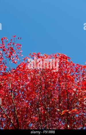 The canopy of a red maple tree (Acer rubrum). Leaves changing color, in shades of bright yellow ...