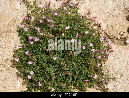 Dwarf Snapdragon, Chaenorrhinum origanifolium, in flower, Pyrenees ...
