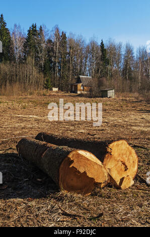 Dense woodland cut down trees and a bed of beautiful bluebells in ...