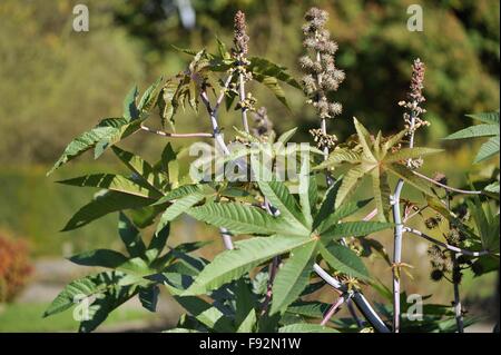 Castor Oil Plant - Wonder Tree - Castorbean (Ricinus communis) native ...