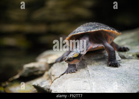 Turtle walking slowly across the field Stock Photo: 82569372 - Alamy