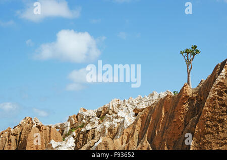Homhil Plateau, Socotra, Yemen, Middle East: overview of the Dragon ...