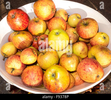 Pile of fallen ripe red apples lies in green grass in the light of ...