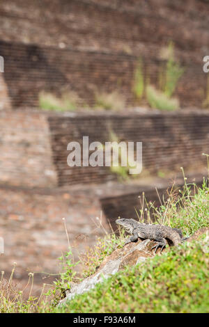 Main pyramid at the Mayan ruins of Comalcalco, Tabasco, Mexico Stock ...