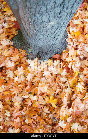 Tree and lots of golden leaves Stock Photo - Alamy