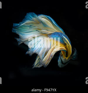 Yellow and blue betta fish, siamese fighting fish on black background ...