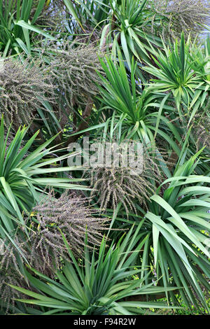 Beautiful palm tree Dracaena in Ireland Stock Photo - Alamy