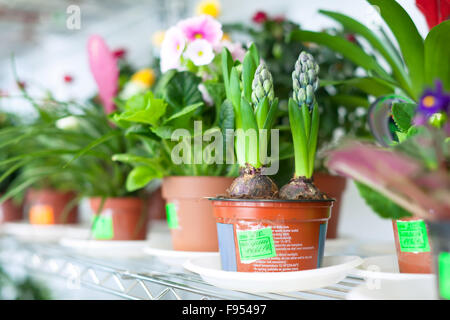 hyacinth surrounded by different flowers in flower store Stock Photo ...