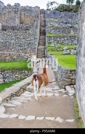 Inca stone steps at the ruins of [Machu Picchu], ancient rock carved ...