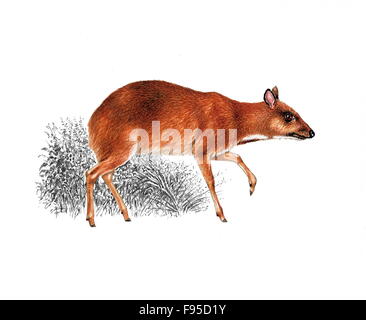 Greater Mouse Deer (Tragulus napu), Singapore Zoo, Singapore Stock ...