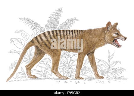 Thylacine, Thylacinus cynocephalus, Tasmanian wolf, illustration from ...