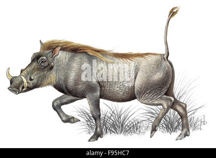 THE WART HOG ( Phacochoerus africanus ) - Warthog Charging Across Rocky ...
