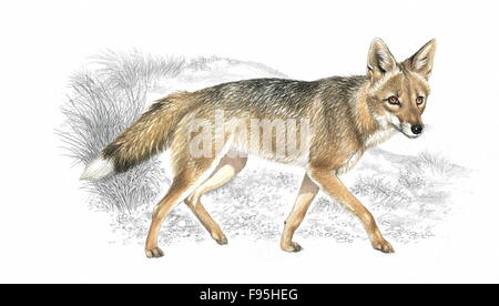 Falkland Islands wolf (Dusicyon australis), 19th-century illustration ...