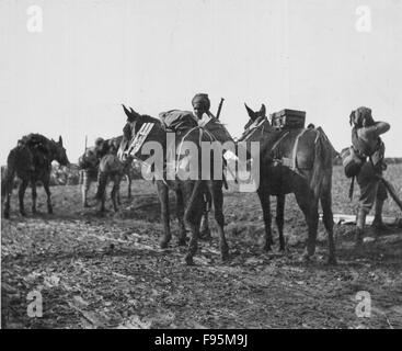 WW1 World War I - Pack mules carrying ammunition Stock Photo - Alamy