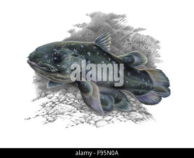 Coelacanth Fish Illustration Stock Photo - Alamy