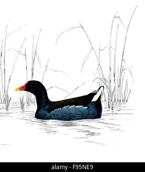 Common Moorhen (Gallinula chloropus), illustration from Soviet ...