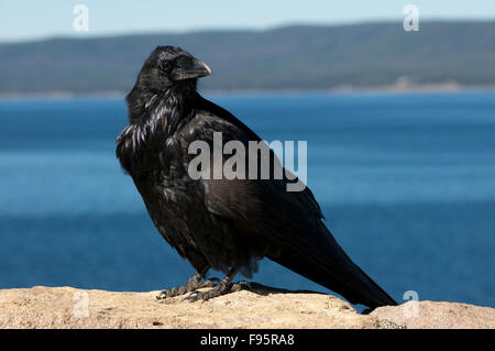 A closeup of common raven perched on a tree twig Stock Photo - Alamy