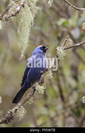 Diademed tanager perched on a tree branch against green defocused ...