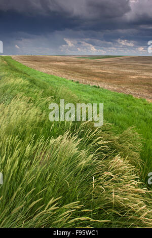 cropland near Lancer, Saskatchewan, Canada Stock Photo - Alamy