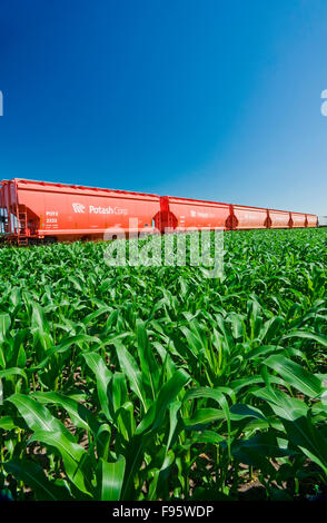 rail hopper cars carrying potash next to an early growth canola field ...