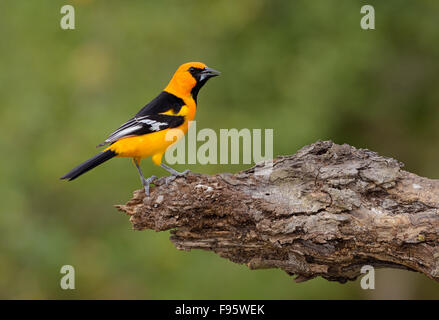Altamira Oriole Rio Grande Valley, Texas Stock Photo - Alamy